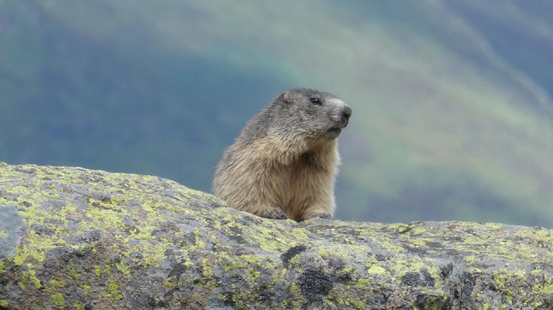 The Marmotte Lawn - GOURETTE Pedestrian - Gourette - Pyrénées-Atlantiques